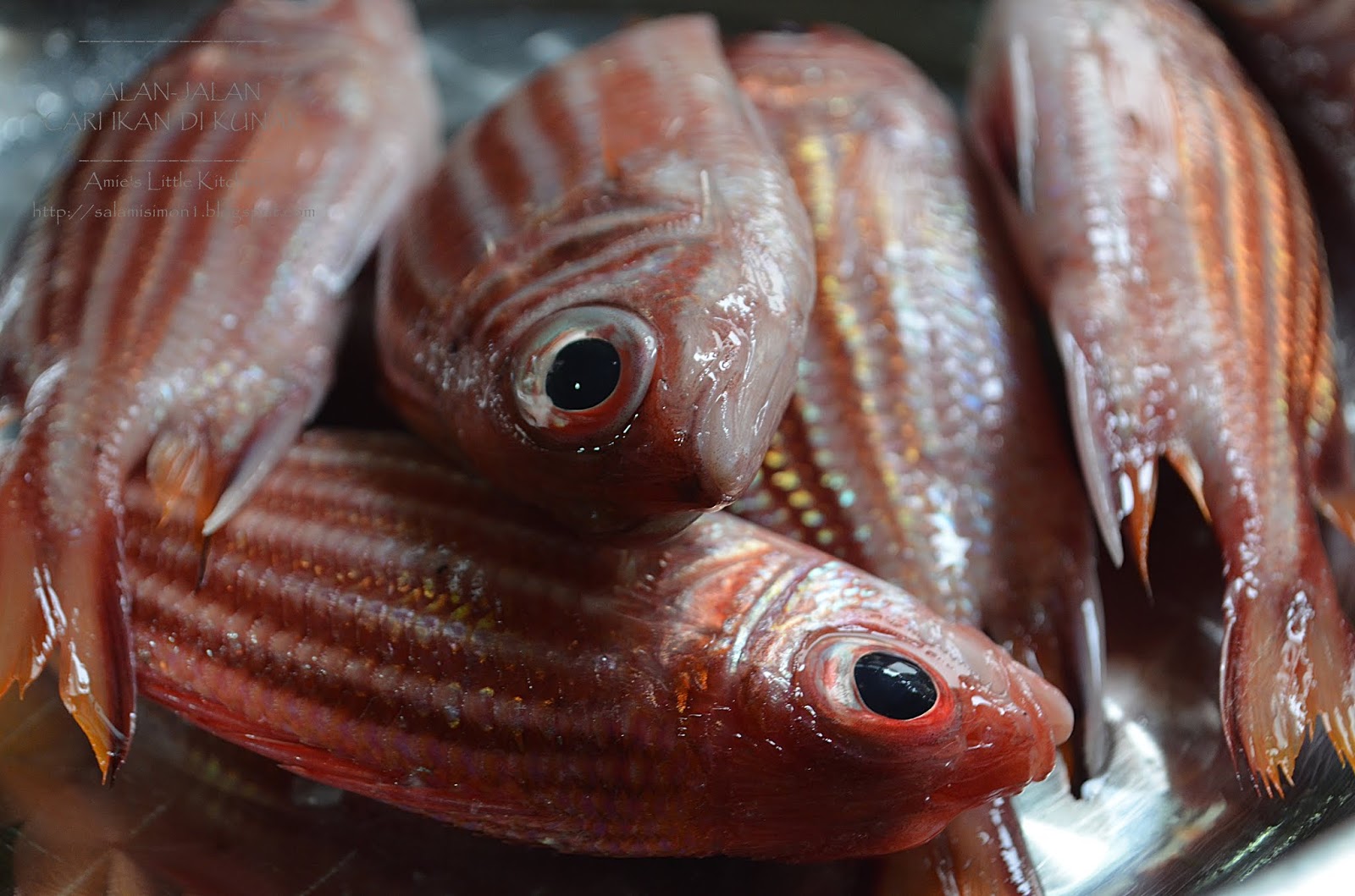 Jalan-Jalan Cari Ikan di Kunak - Amie's Little Kitchen