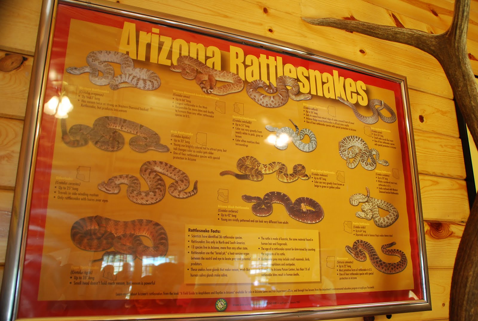 desert horses: Mikey~This one is for YOU!!! Arizona Rattlesnakes