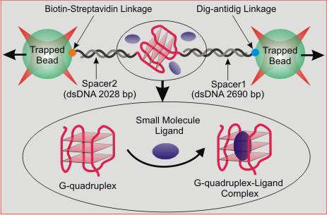 NepaChem: A Novel Platform to Investigate G-quadruplex and Ligand ...