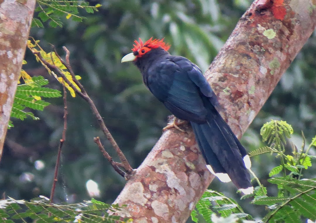 The Show and Tell Nature Blog: A Taste of the Philippines etc.