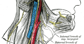 9NO PAR CRANEAL: NERVIO GLOSOFARINGEO