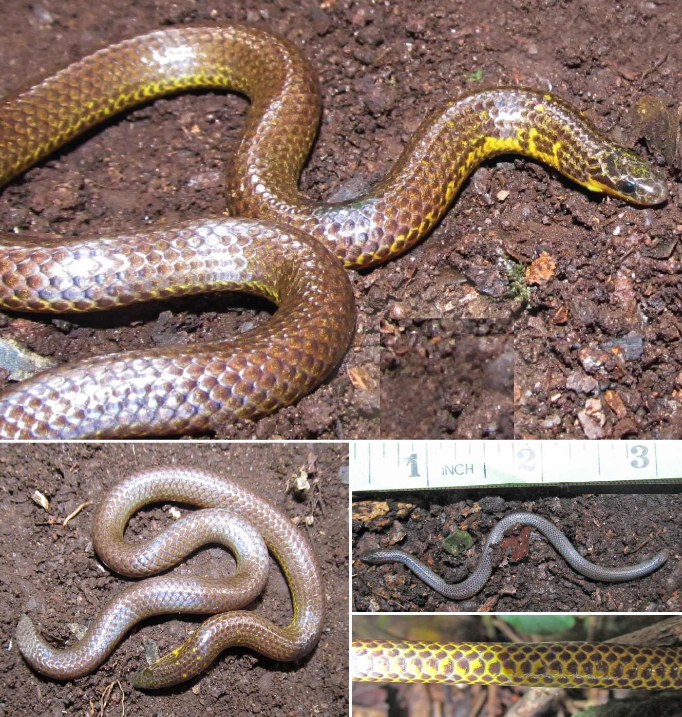 Species New to Science: [Herpetology • 2020] Uropeltis rajendrani • A ...