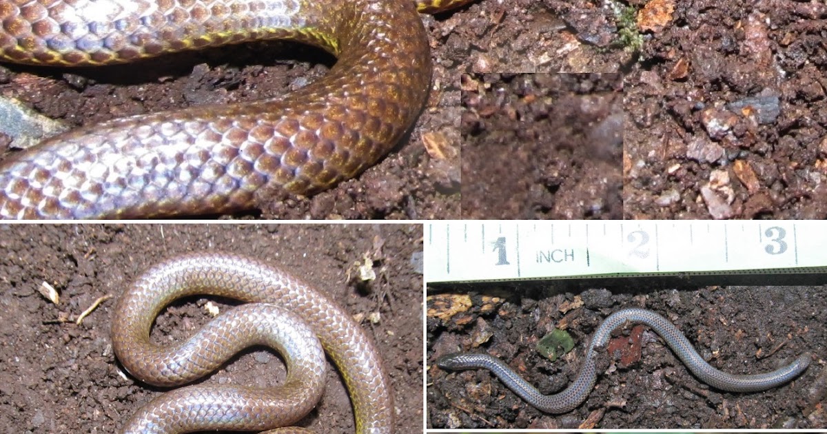 Species New to Science: [Herpetology • 2020] Uropeltis rajendrani • A ...