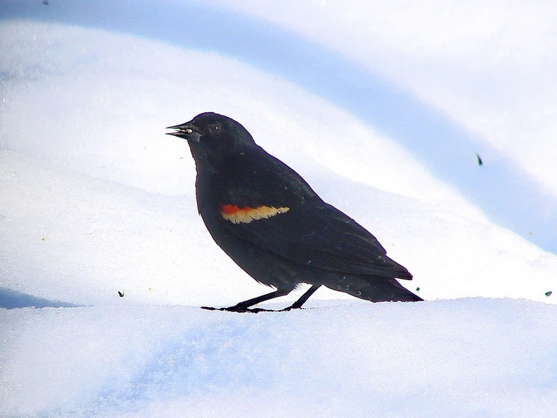 Birding Is Fun!: “Conk-a-reeeee!” - Sign of Spring