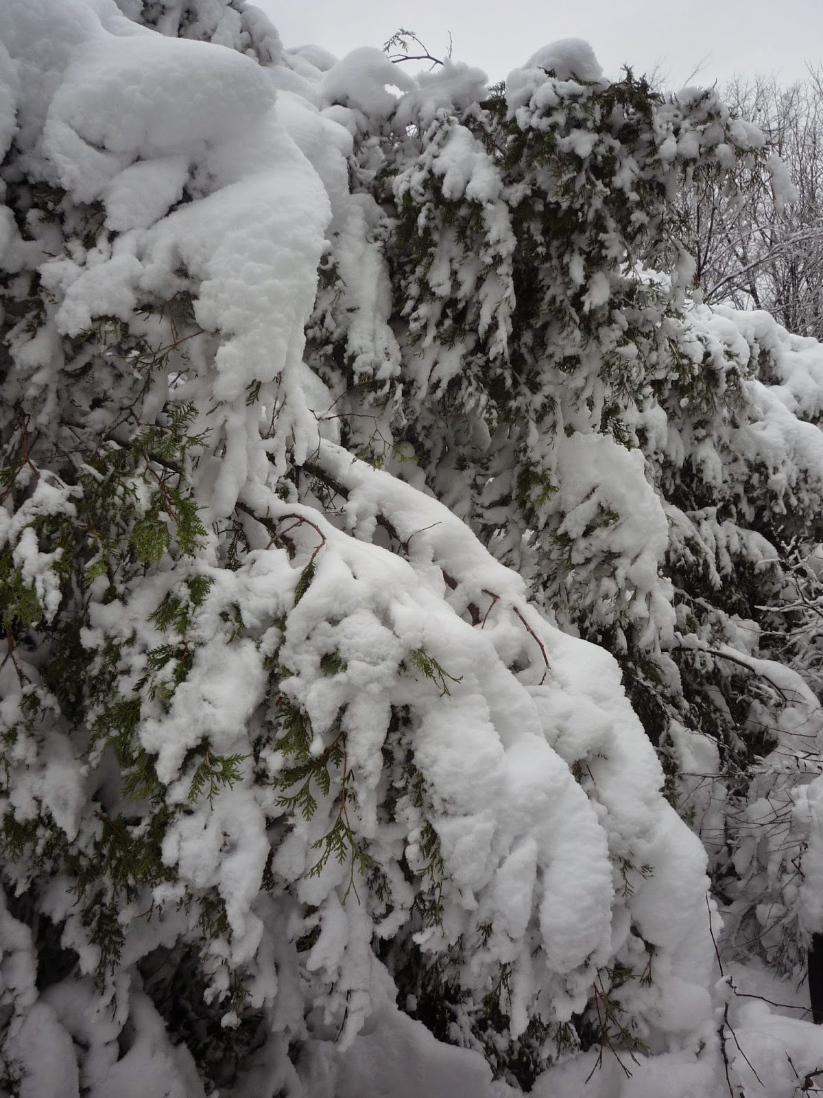 Weather in Vermont: Dec 2014 Snowstorm | South Burlington, Vermont ...