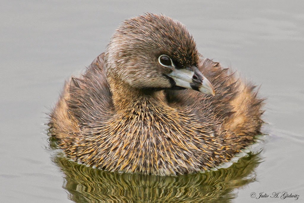 Birding Is Fun!: Grebes!
