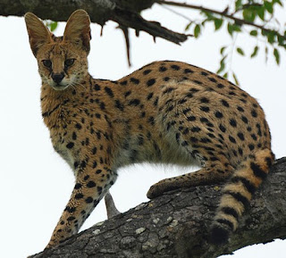 Omiey Home: Top 10 Most Beautiful Cat Breed