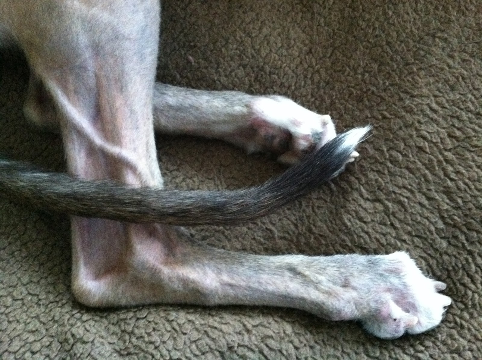 Northern Lights Greyhound Adoption Dog Blog: NLGA Photo Roundup ...