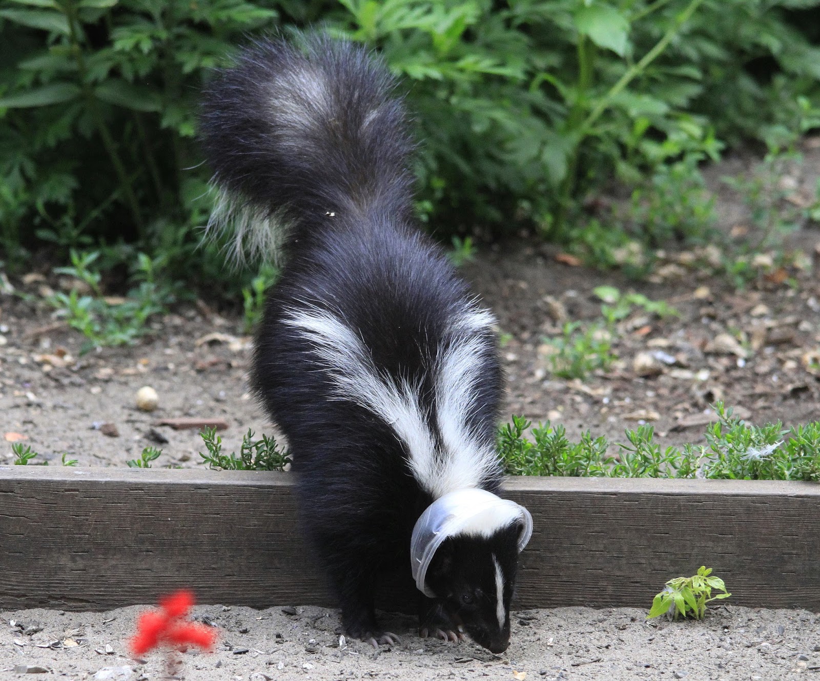 Rob and the Animals: Never a Dull Backyard Moment