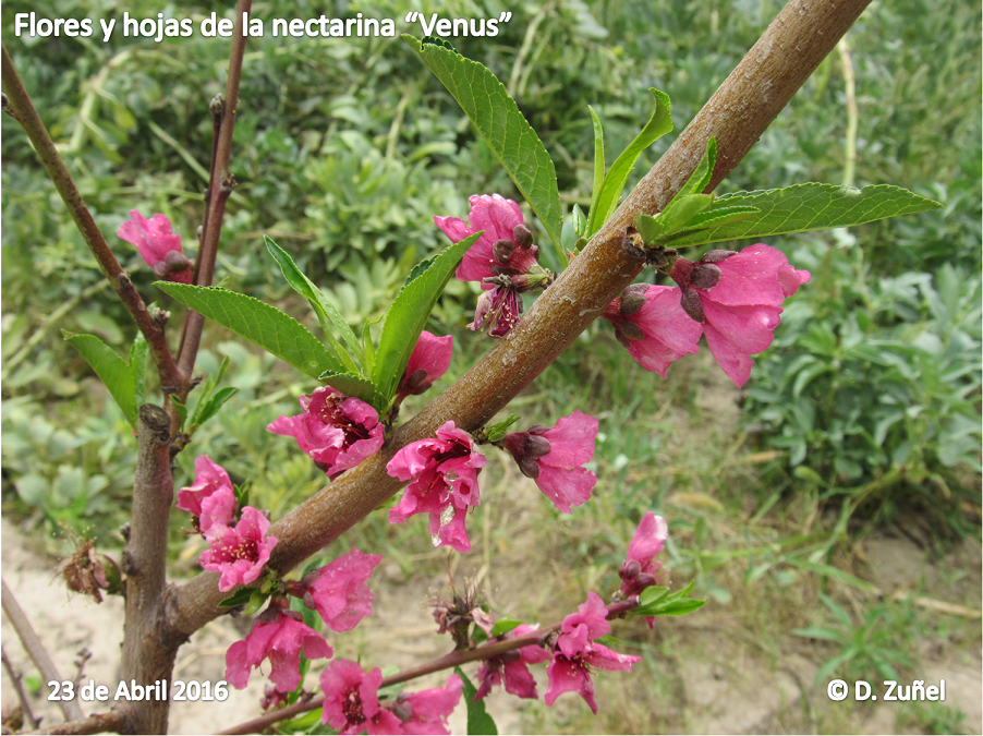 CarrilNatural: Nectarina "Venus"