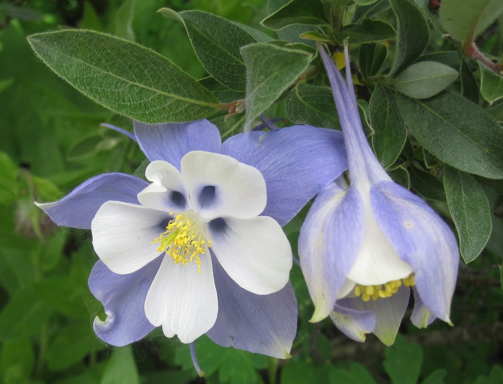 Cannundrums: Colorado Blue Columbine