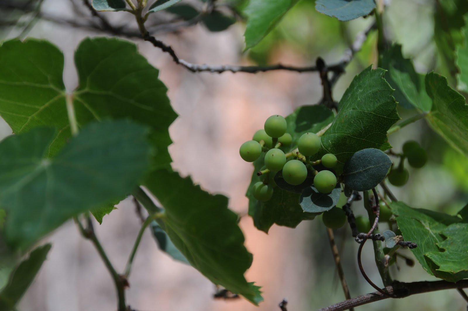Arizona Hiking: PINE LAKES TRAIL #316