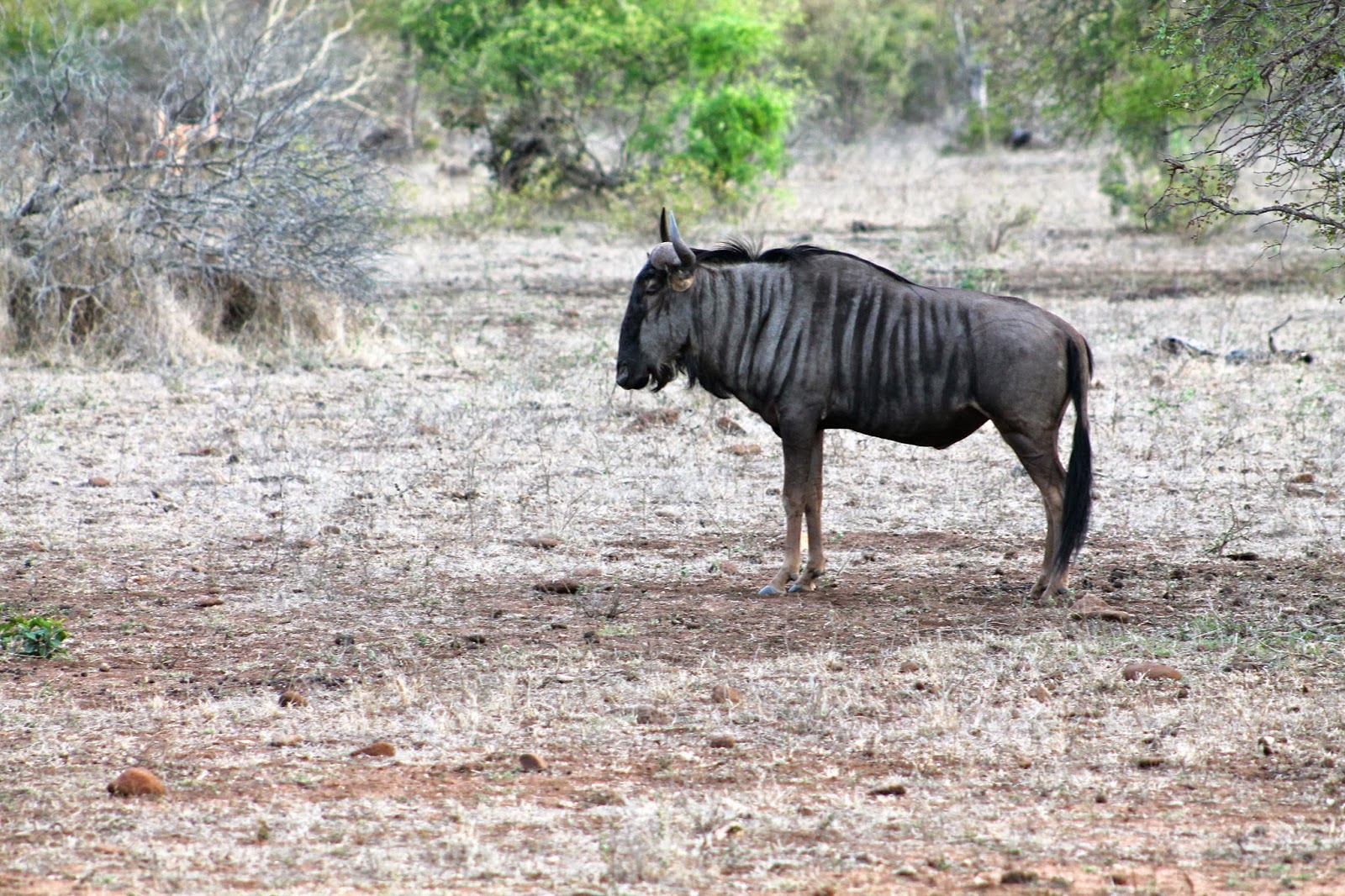 Kruger National Park, South Africa Part I - Arriving In High Heels