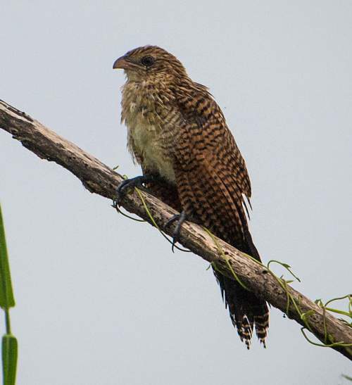 Lesser coucal | Birds of India | Bird World