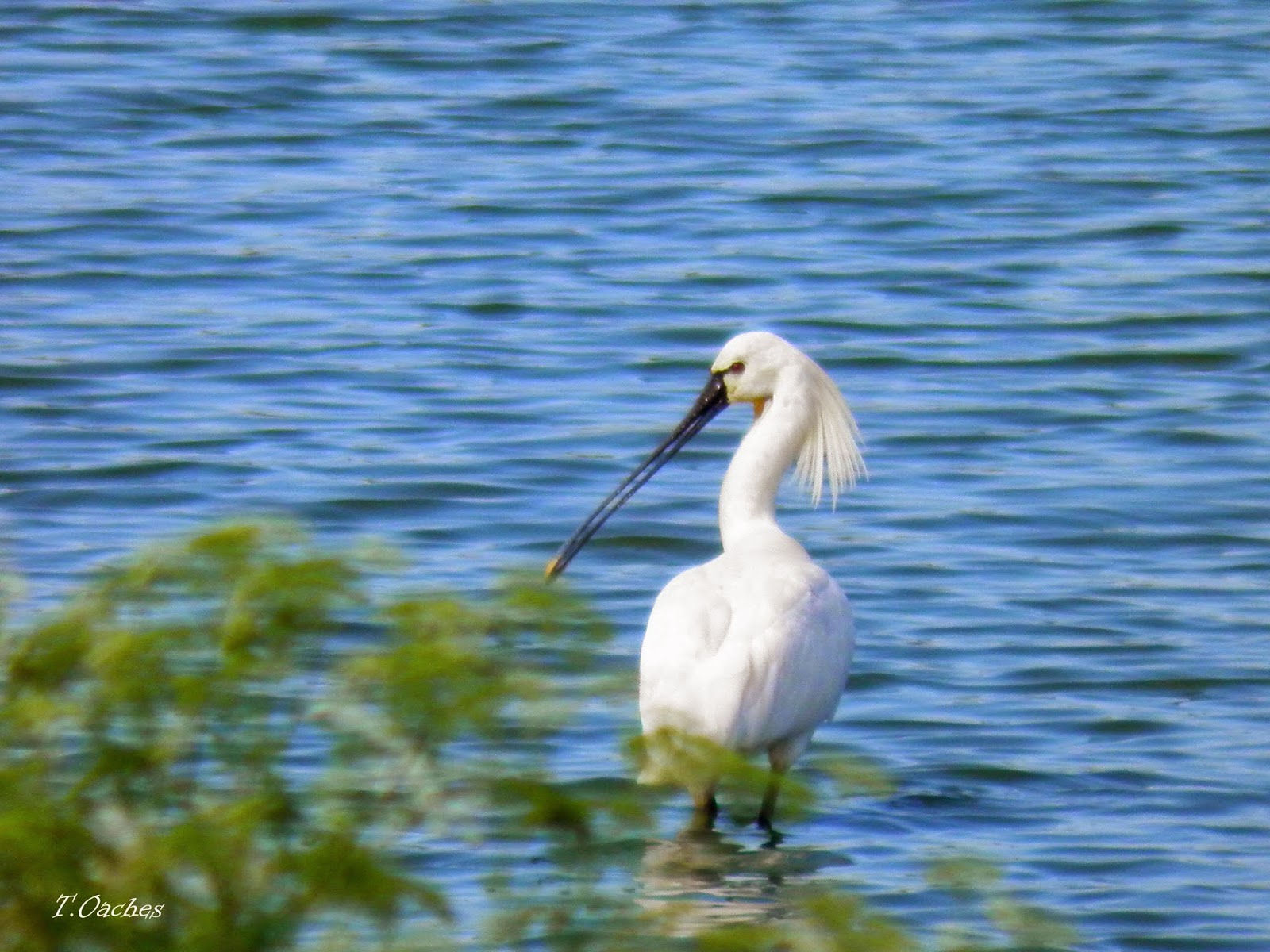 PASARI DIN ROMANIA: LOPATAR, Platalea leucorodia