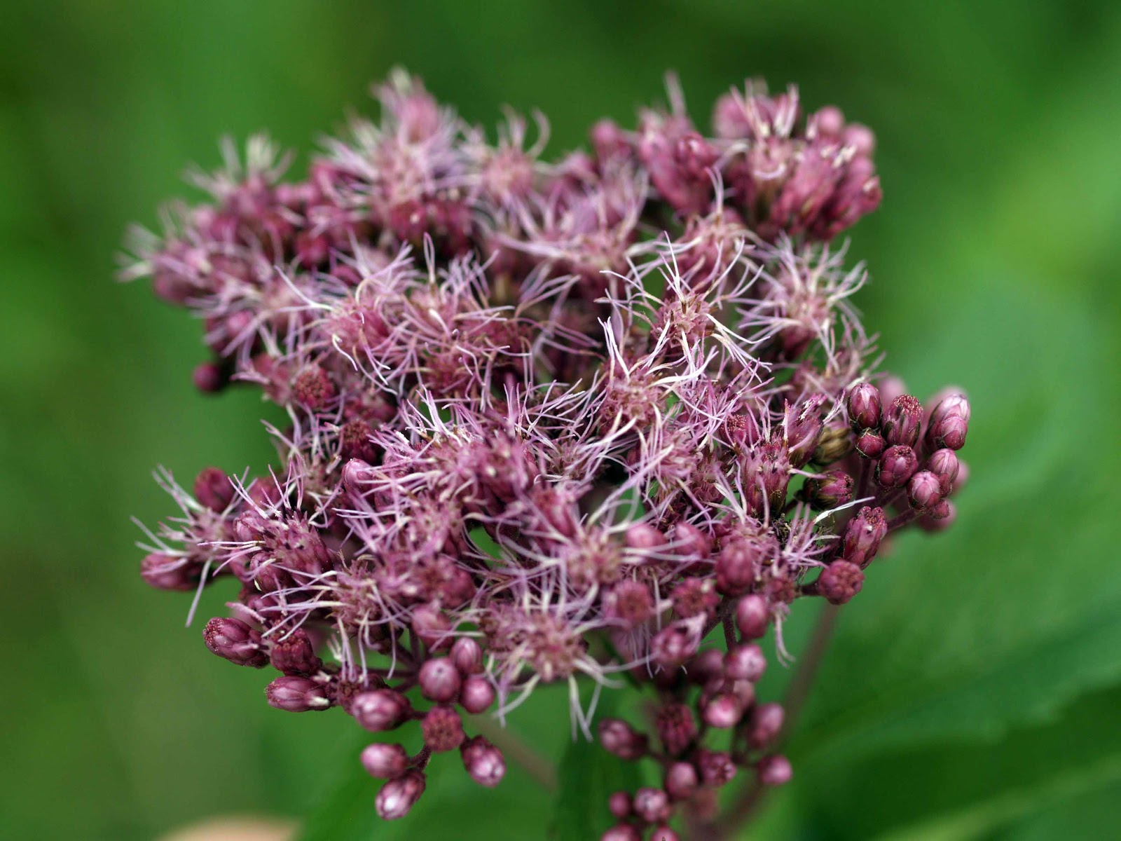 Cat Patches: Lighthouses at Split Rock and Two Harbors