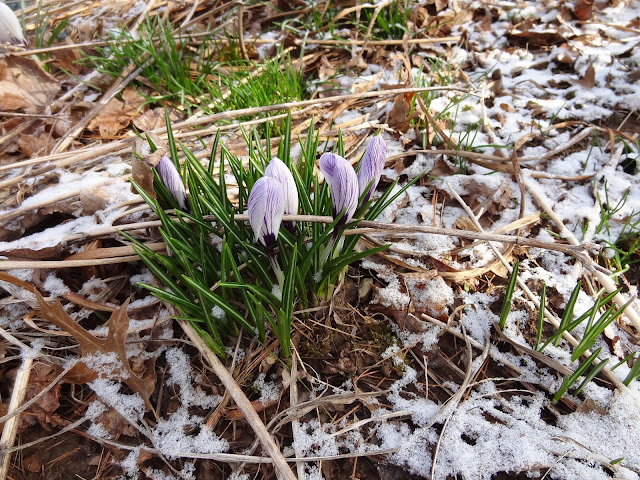 Live and Learn-Toss and Turn: Spring