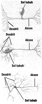 JARINGAN SARAF ~ MATERI DAN SOAL IPA UNTUK SMA