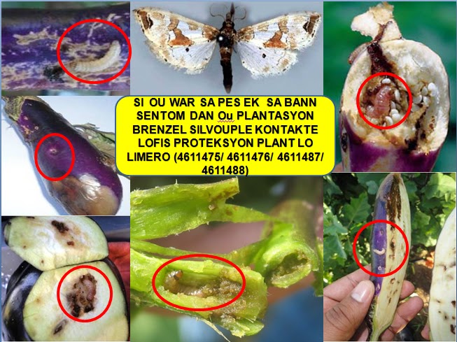 News of Agriculture from Seychelles: Eggplant Fruit and Shoot Borer ...