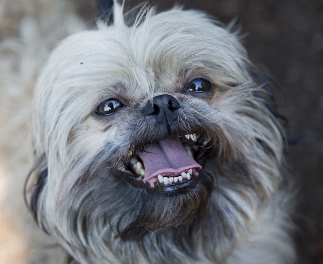 Shelter Dogs of Portland: "OSITO" social!