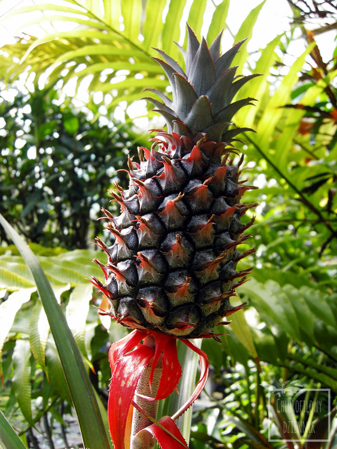 Ananas jadalny - opis i uprawa