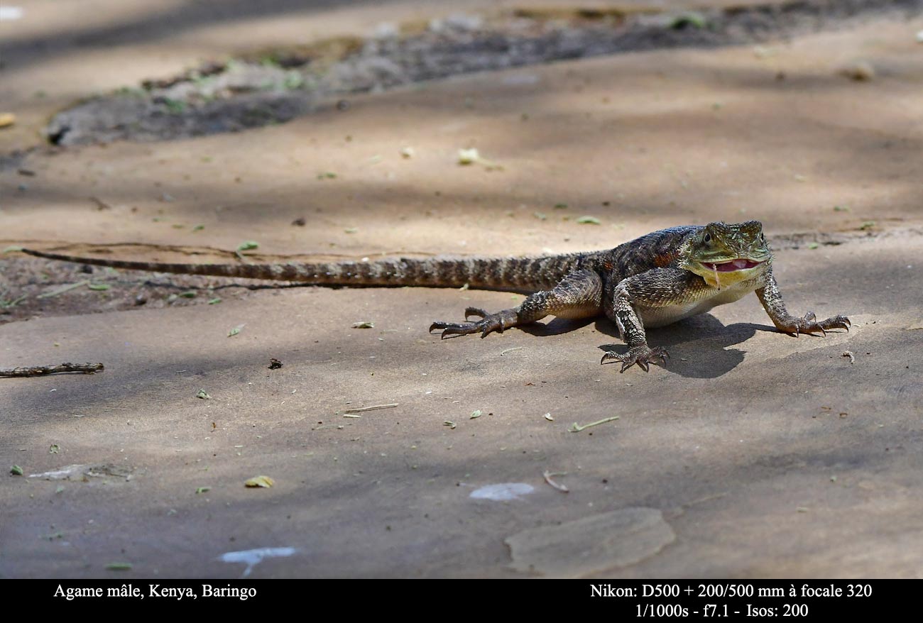 WILDLIFE GATEWAY: Les Agames des colons, ou Margouillat