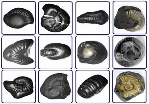 CHODAVARAMNET: AN ARTICLE ON SALAGRAMAM - shaligram, shaligram stone ...