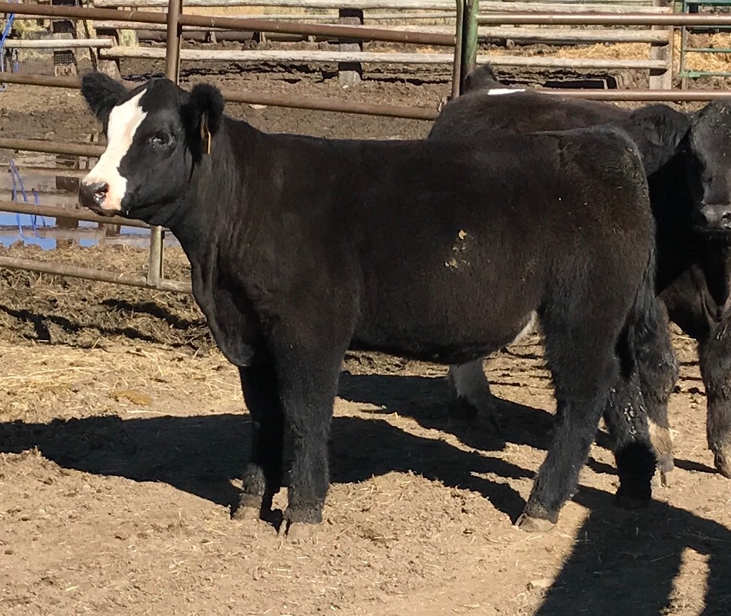 Barker Cattle Company: Showcalves on Parade!