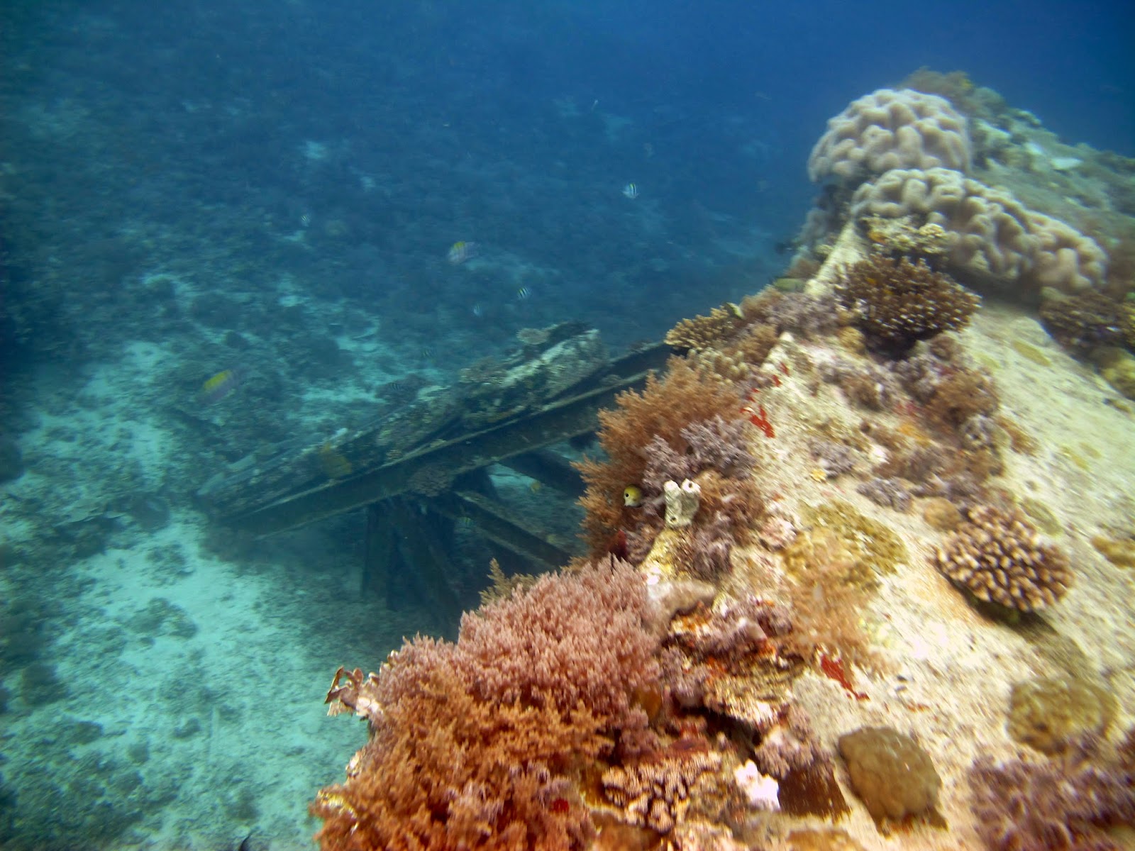 Sea Slug and the Turtle: August 2014