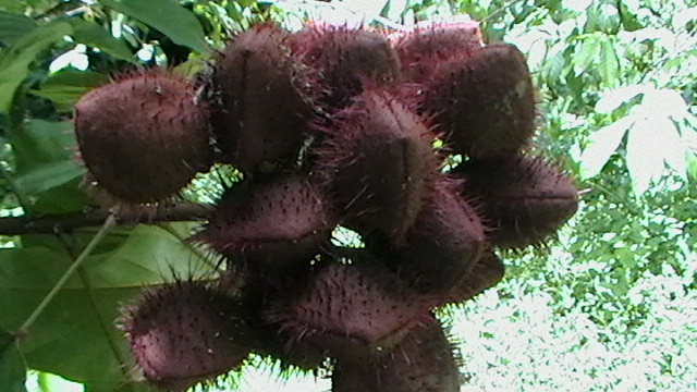 NATURALEZA, VIDA Y SALUD: La Bija (Bixa Orellana L.) un árbol excepcional