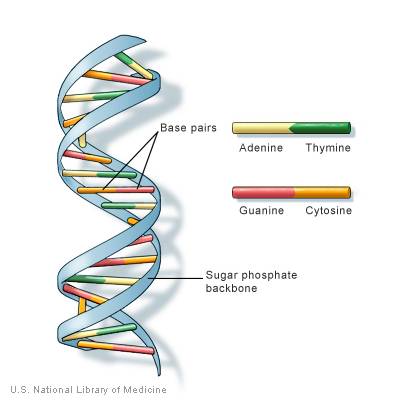 DNA - Substansi Genetika | de Biology