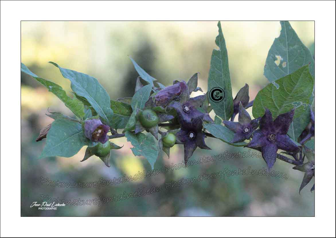 Belladone. Plantes Toxiques. Article 2018 065
