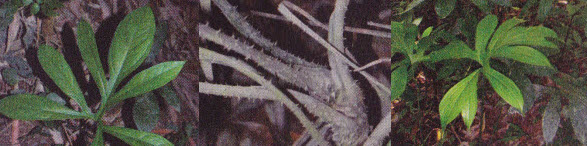 Provider to experience the beauty of the ocean: Taman Herba Tasik Kenyir