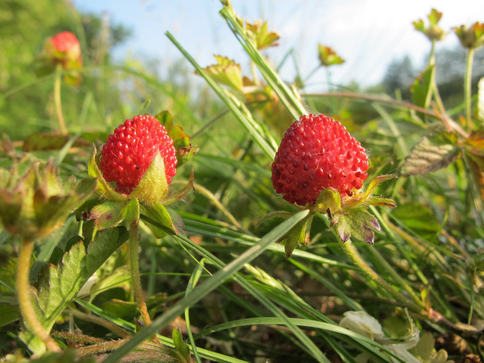 FLORA NEL SALENTO e.. anche altrove: Potentilla indica (Andrews) Th ...
