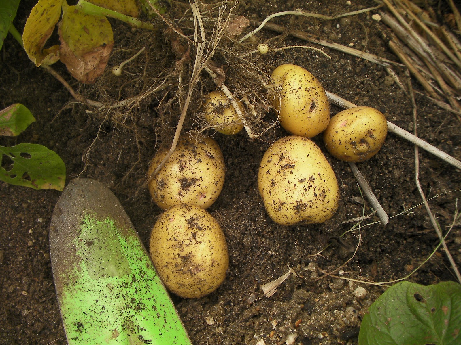 Small vege garden in a suburb: Harvesting potatoes in a rainy season