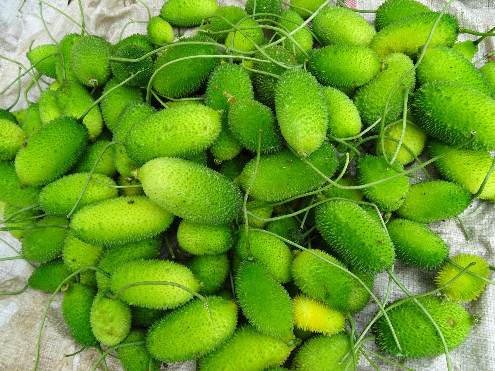 My Gourmet Kitchen: Health Benefits of Spiny Gourd or Kantola