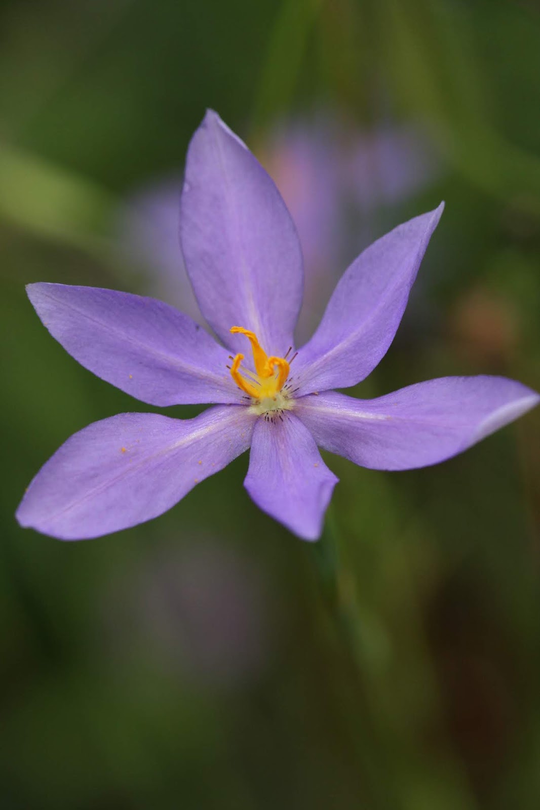 Native Florida Wildflowers: Fall Open House - Saturday September 29