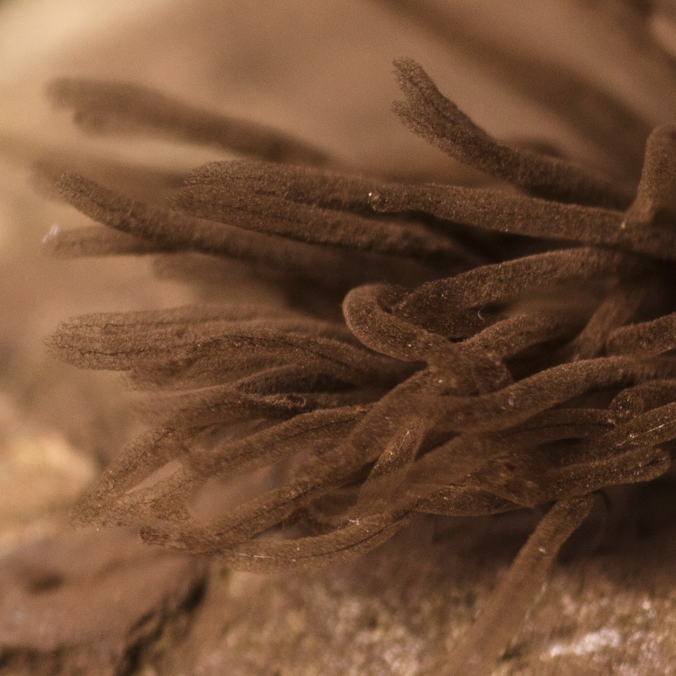 Guía de Setas y Hongos de Navarra.: Stemonitis fusca var_fusca Roth