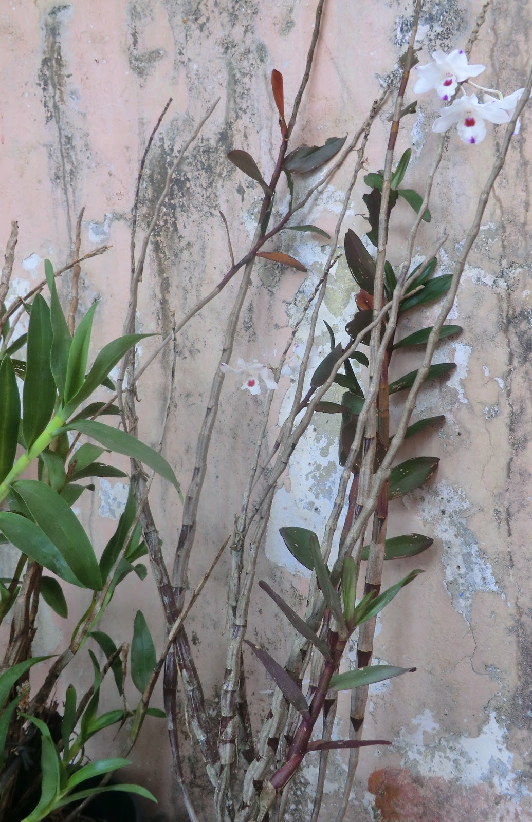 Wild orchids in sumatra: Anisopetala annae (J.J.Sm.) M.A.Clem., 2003