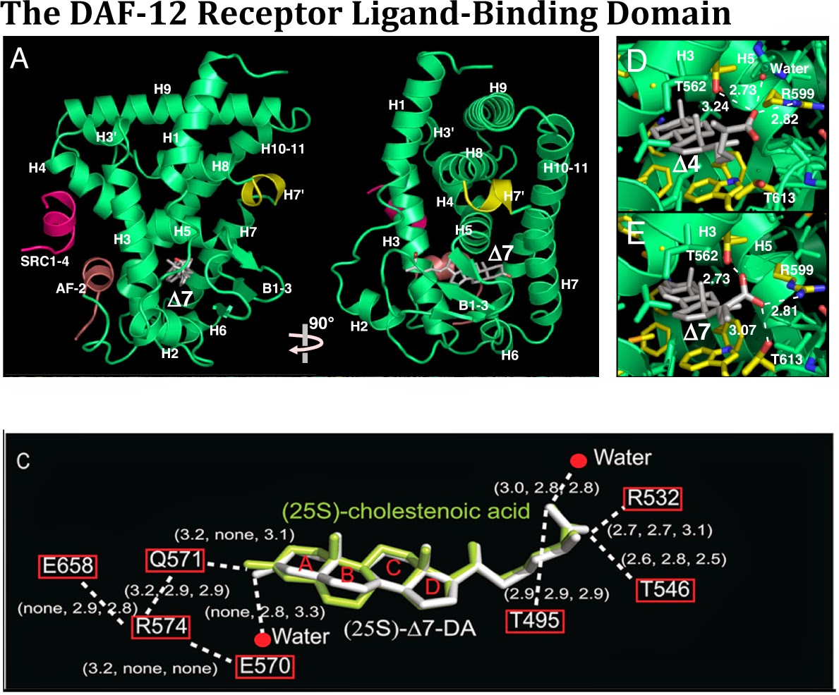 modern steroid science: Dafachronic Acid, A Bile Acid-Like Steroid That ...