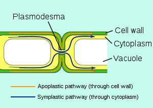 PLASMODESMATA