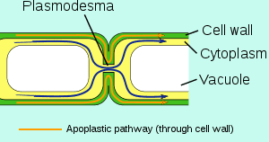 PLASMODESMATA