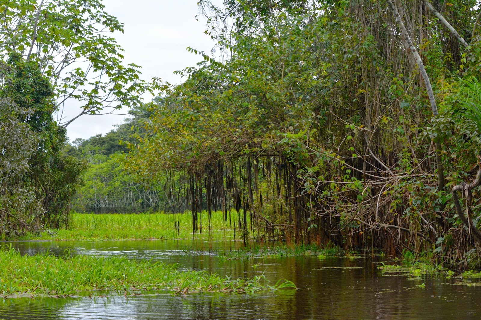 The Thrill on Berryhill ..........................: Amazon