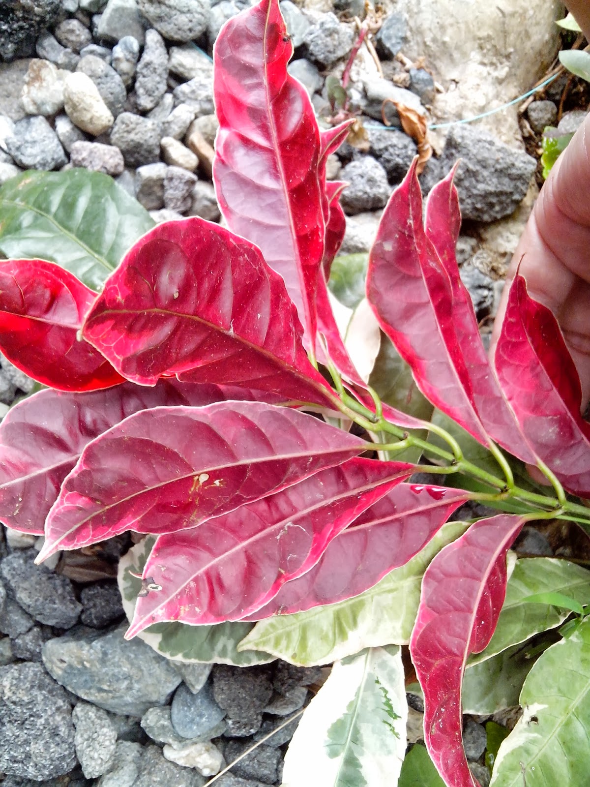 Endah Murniyati's Journey: SAMBANG DARAH - VARIEGATA