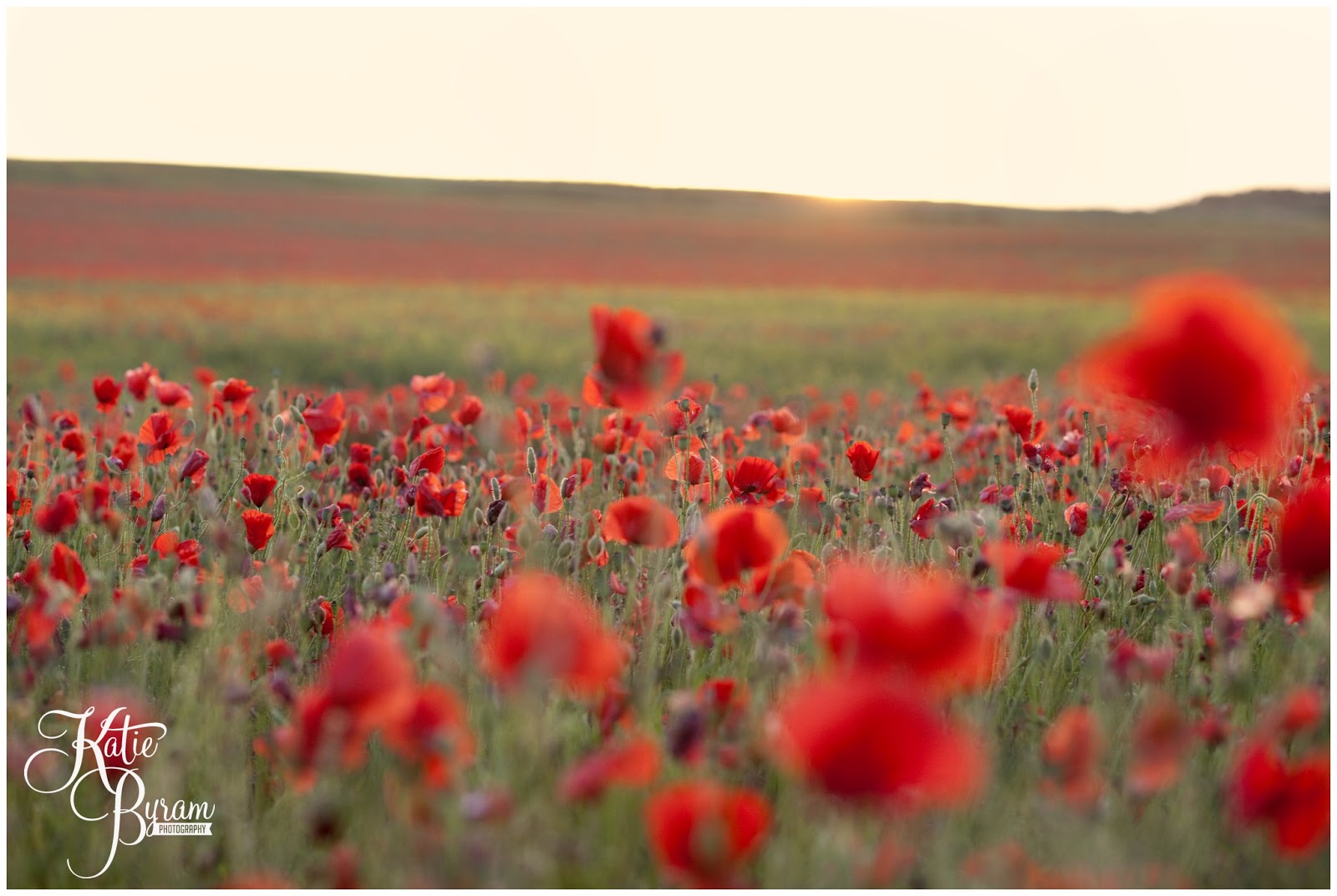Katie Byram Photography: Poppy Field Durham...... and a realisation to ...