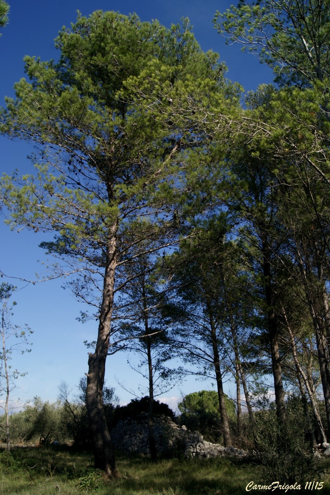 FLORA I PAISATGE DE LLERS: PI BLANC, PI DE GARRIGA, PI BORD