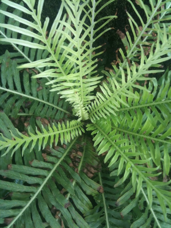 The Helpful Art Teacher: Rhythmic Line Designs And Patterns