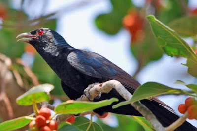 குயில் நேர்மையற்றது - kuyil - cuckoo - ஔசதம் - OWSHADHAM