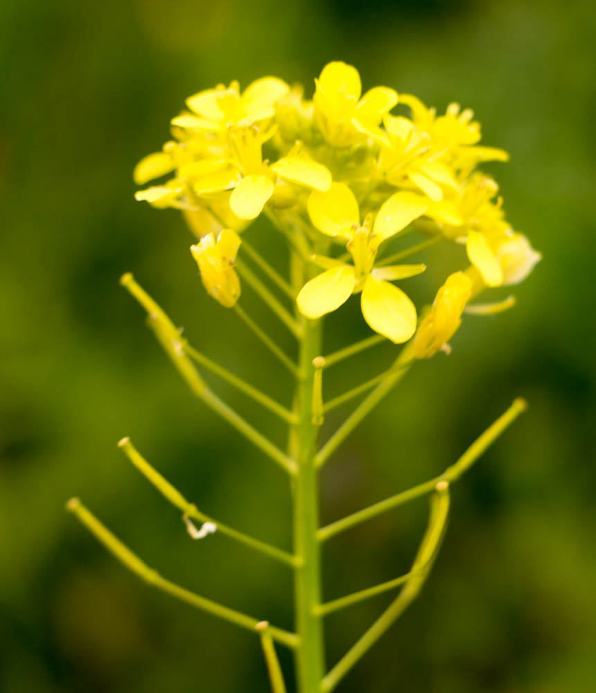 Plantas de Huerta Otea, Salamanca: Jaramago, jamargo, mostaza silvestre ...