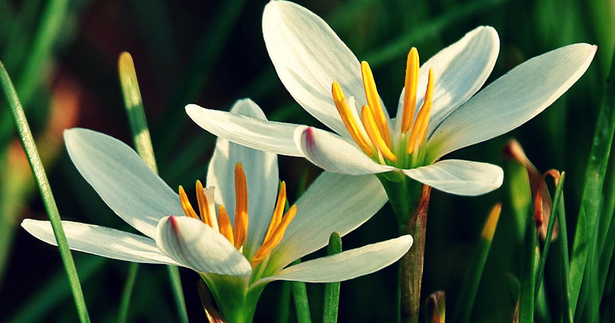 Budidaya Kembang Coklat, Tanaman Hias Berbunga Putih